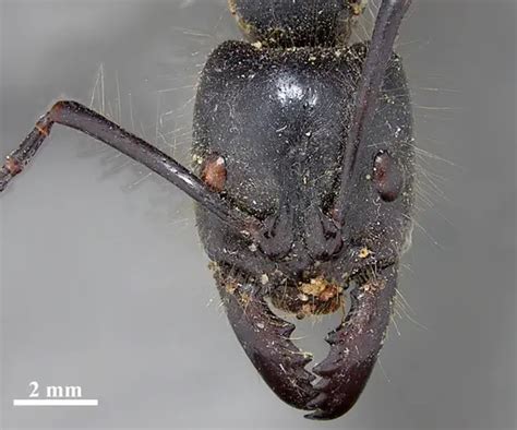 Dinoponera Gigantea Antscout