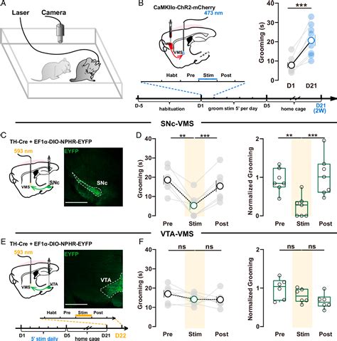 Figure 1 From Midbrain Dopamine Neurons Arbiter Ocd Like Behavior