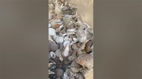 Beautiful Sea Shells Found On The Beach In Accra Ghana 🇬🇭 Beachlife Ghana Travel Explore