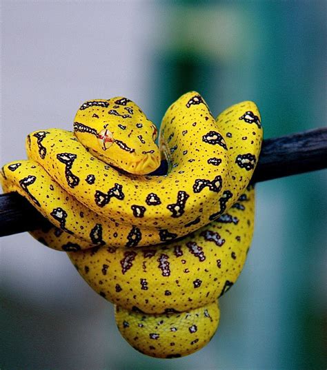 Herp Love Pvccages Baby Green Tree Python