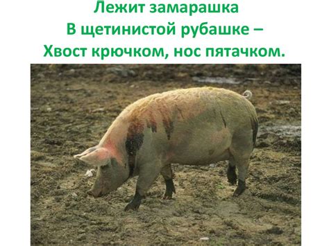 Домашние животные. Заворчал живой замок, лег у двери поперек ...