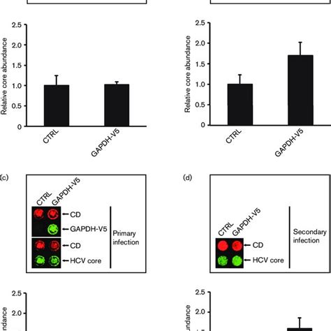 Sirna Mediated Gapdh Knockdown In Human Huh 7 5 1 Cells Leads To