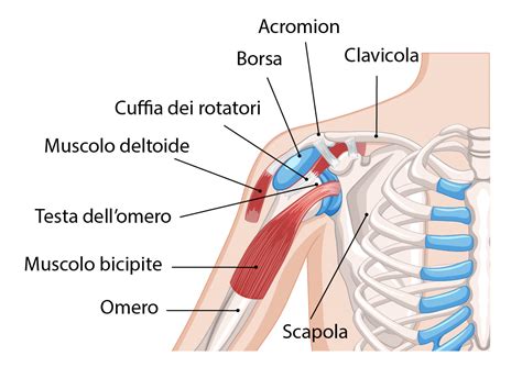 Anatomia Della Spalla Comè Fatta La Spalla Dr Filippini