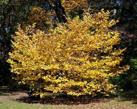 The Common American Native Witch Hazel Hamamelis Virginiana Pith