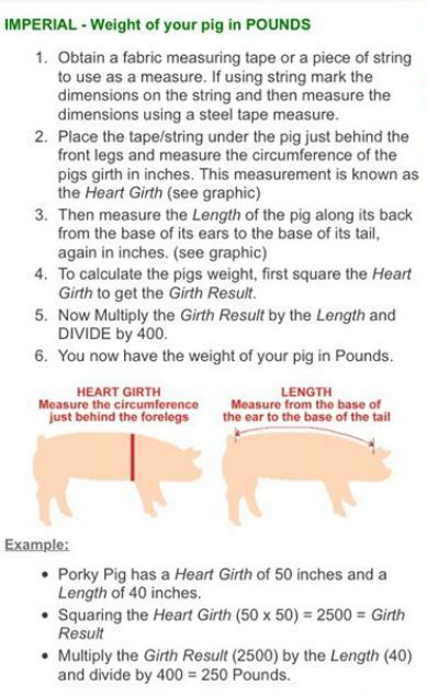 How To Estimate My Mini Pigs Weight Without A Scale - Mini Pig Info