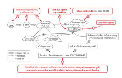 Agents For Rheumatoid Arthritis Gout And Hyperuricemia Flashcards Quizlet