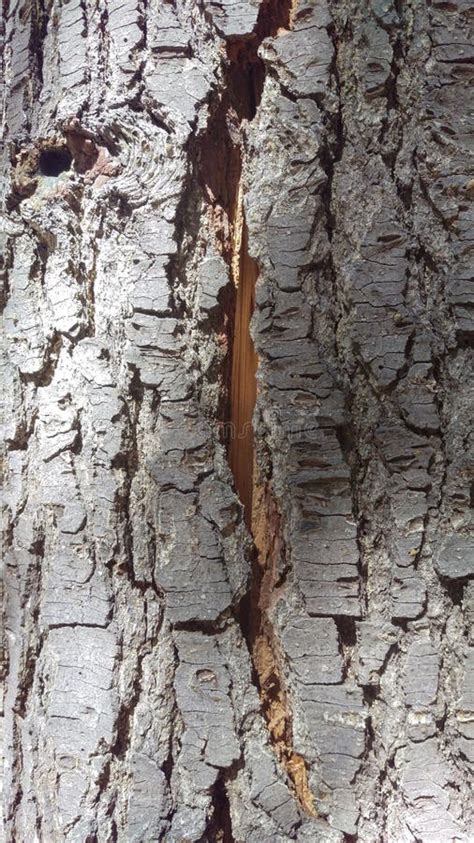 Red Spruce Tree Trunk Texture Stock Image Image Of Dead Closeup 139967963