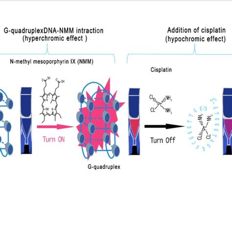 Schematic Illustration Of The Label Free Fluorescence Dna Probe Based Download Scientific