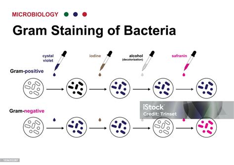 Microbiology Diagram Show Gram Staining Technique For Identify Gram