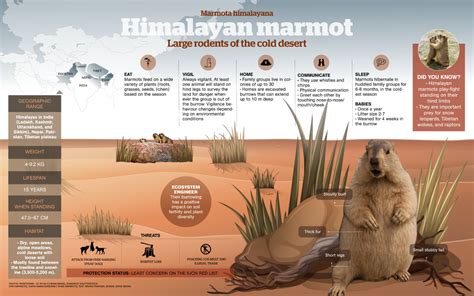 Himalayan Marmot Facts Diet Habitat Lifespan Roundglass Sustain