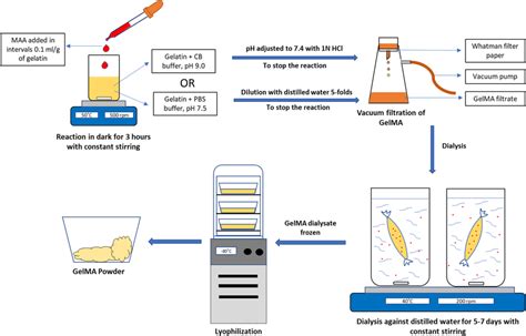 Schematic Representation Of Gelma Synthesis Using Carbonate Bicarbonate