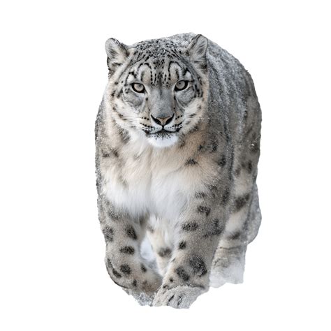 Snow Leopard Head Clipart
