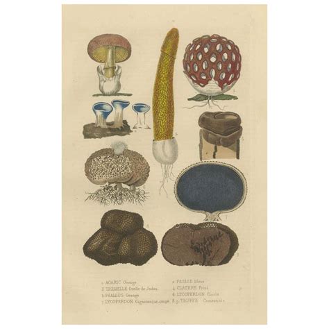 Illustrated Bivalve Shells From Dictionnaire Classique Des Sciences