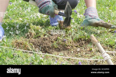 Woman Pulls Grass In The Garden Stock Video Footage Alamy