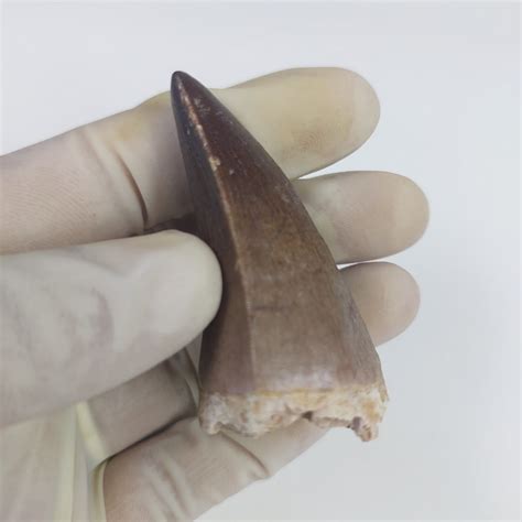 Mosasaurus Skeleton For Sale Fossil Jurassic Treasures Paleontology