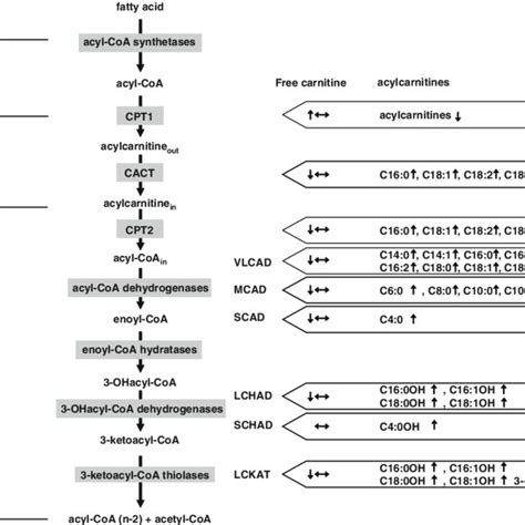Overview Of The Different Mitochondrial Fatty Acid Beta Oxidation Download Scientific Diagram