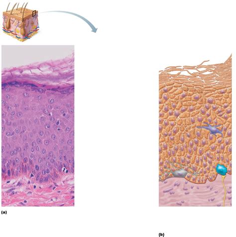 Epidermis Diagram Quizlet
