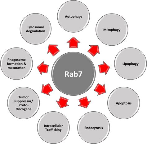 Multifaceted Rab7 Rab7 Has Distinct Roles In Numerous Vital Cellular