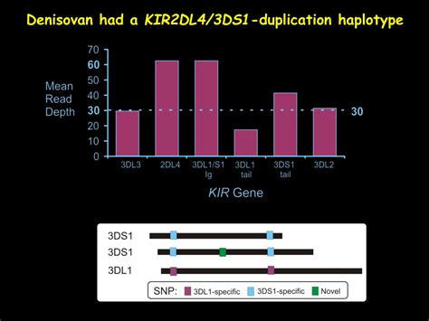 Ppt Genotyping Hla And Kir From Ngs Data Powerpoint Presentation Free Download Id 1641394
