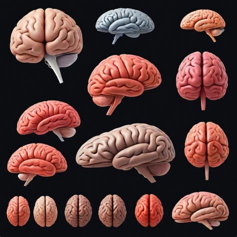 Uma Coleção De Diferentes Tipos De Cérebros Incluindo Um Que é Chamado