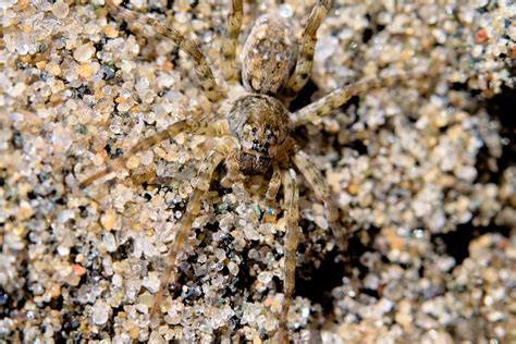 Met This Beautiful Beach Wolf Bro Yesterday R Spiders