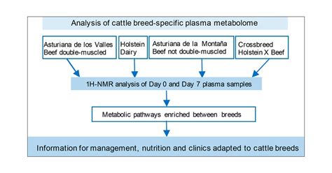 Metabolomic Profiling Of Bos Taurus Beef Dairy And Crossbred Cattle A Between Breeds Meta