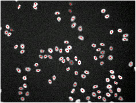 An Example Of Blob Structure HeLa Cell Nuclei Detection The Red Download Scientific Diagram