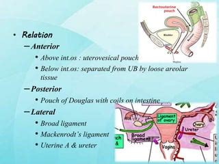 Anatomy Of Female Genitalia Pptx