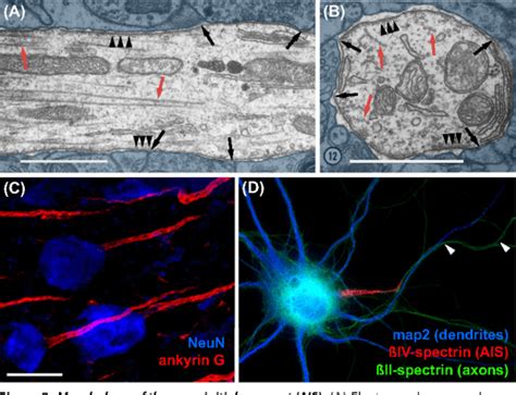 PDF The Axon Initial Segment 50Years Later A Nexus For Neuronal Organization And Function