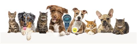 Chi Wellness For Animals Chi Institute