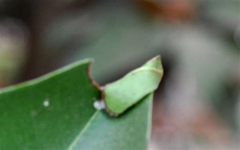 Tnau Agritech Portal Crop Protection