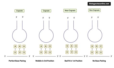 Anticodon Definition Principle Functions Examples Biology Notes