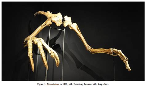Deinocheirus Fossil