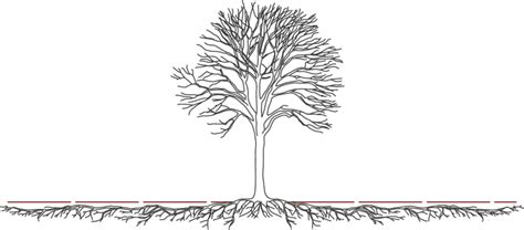 Illustrative View Of The Spread Of A Tree Root System Download Scientific Diagram