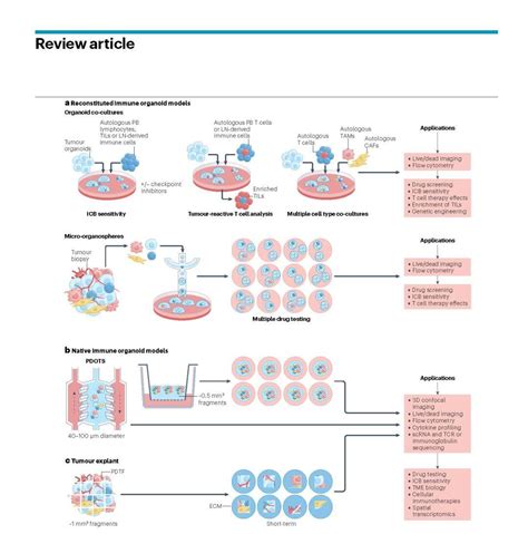 重磅综述！深入探讨模拟肿瘤免疫微环境的肿瘤类器官2 0版本 哔哩哔哩