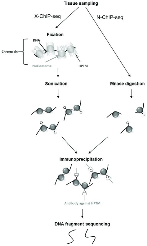 Protocol Of Chromatin Immunoprecipitation Followed By High Throughput Download Scientific