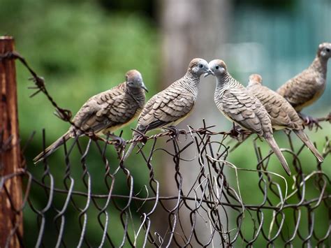 Birds In Symmetry Smithsonian Photo Contest Smithsonian Magazine