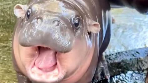 How Old Is Moo Deng Answered The Mary Sue