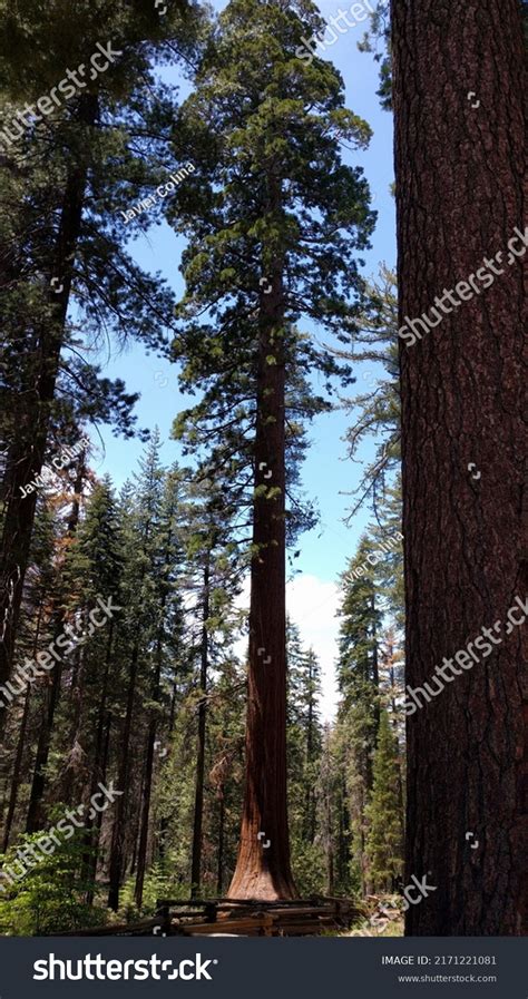 Seqoia Trees Images Stock Photos Vectors Shutterstock