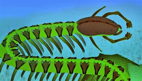 525 Million Year Old Fossil May Rewrite History Of Brain Evolution