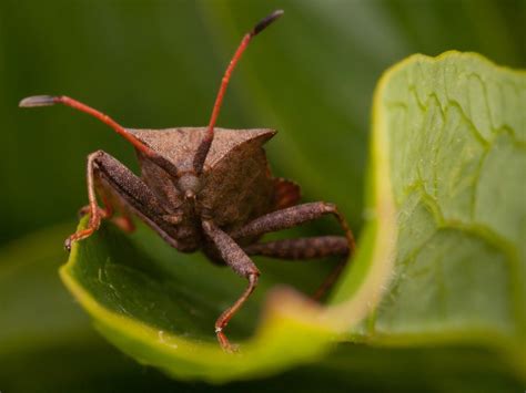 Grow These Plants That Deter Squash Bugs