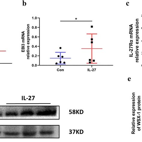 Il 27 Enhances Its Signal Transduction In Pbmcs The Mrna Expression Of