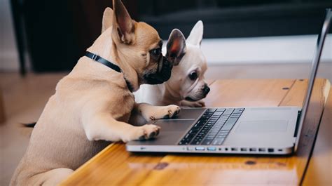 Learning Javascript From Chatgpt Tldr — Great But Cant Replace Expert By Eric Elliott