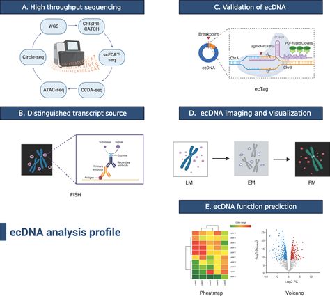Insight On Ecdna Mediated Tumorigenesis And Drug Resistance Heliyon