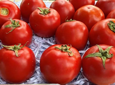 Magseeds Tomato Hybrids
