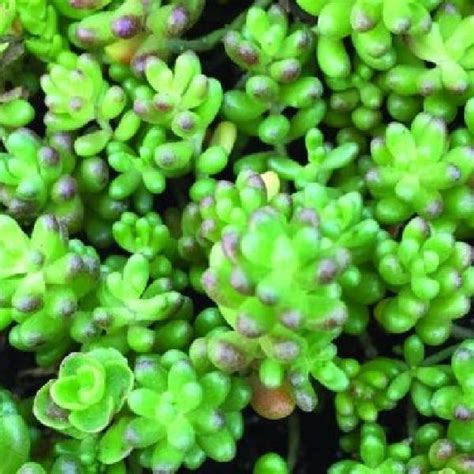 Sedum Sexangulare