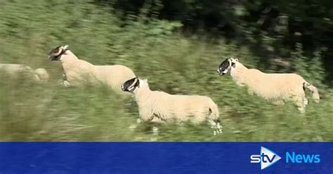aberdeenshire sheep help tackle invasive giant hogweed species in four year trial stv news
