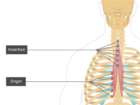 Semispinalis Thoracis Muscle Getbodysmart