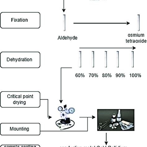 Procedure For Sem Sample Preparation Download Scientific Diagram