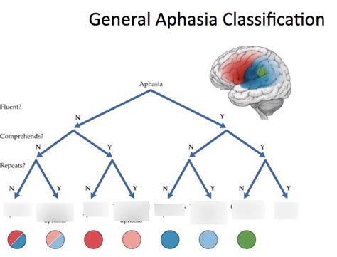 Aphasia Classification Diagram Diagram Quizlet